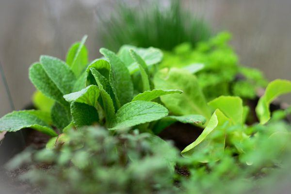 Kruidentuin maken voor beginners - My Lovely Home Blog